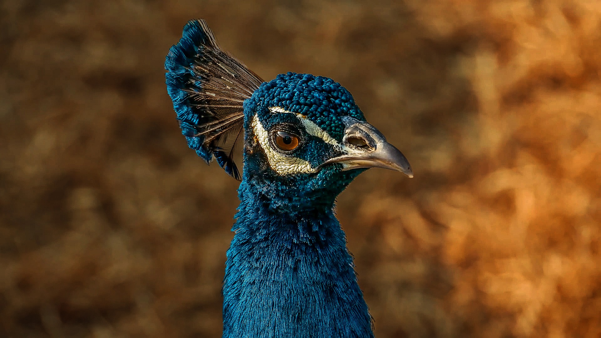 The Eyes of a Peacock - Page 3 of 6 - Stoic Lifestyle Design for the ...